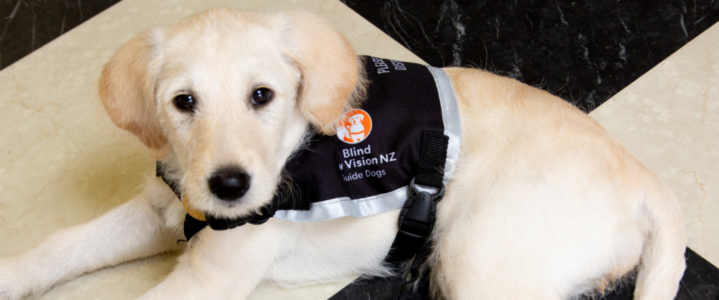 Blind Low Vision NZ - Support for Kiwis who are blind or have low vision