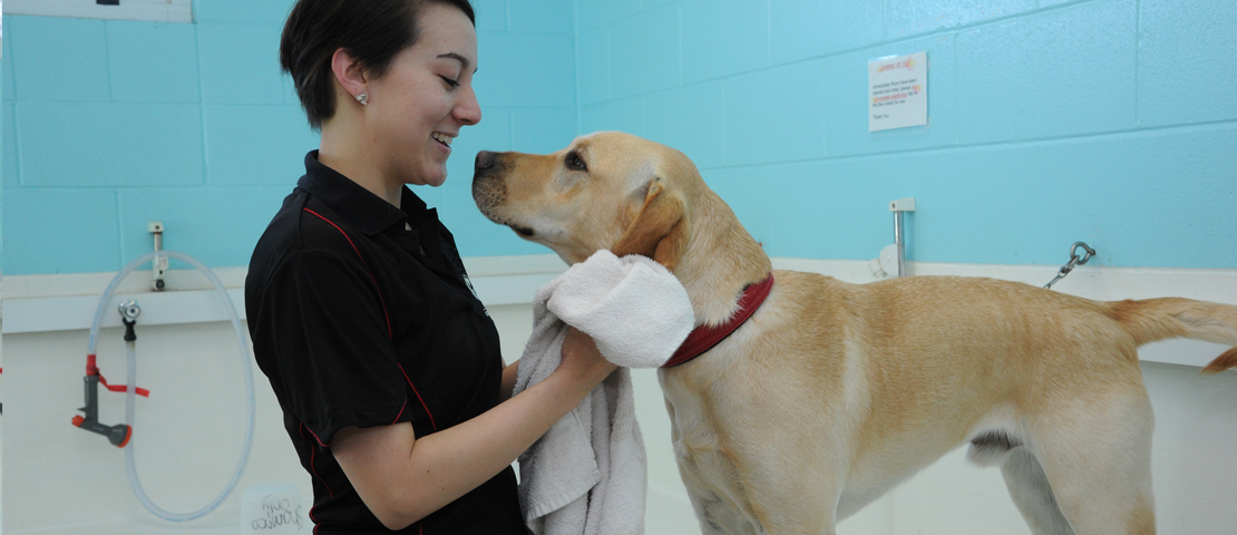 Volunteer Form - Blind Low Vision NZ Guide Dogs
