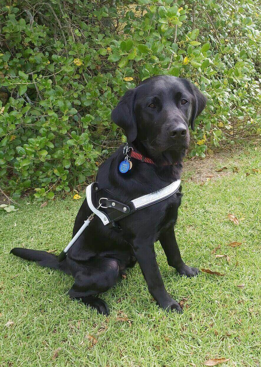 We are sending warm congratulations to our newest graduated guide dog ...