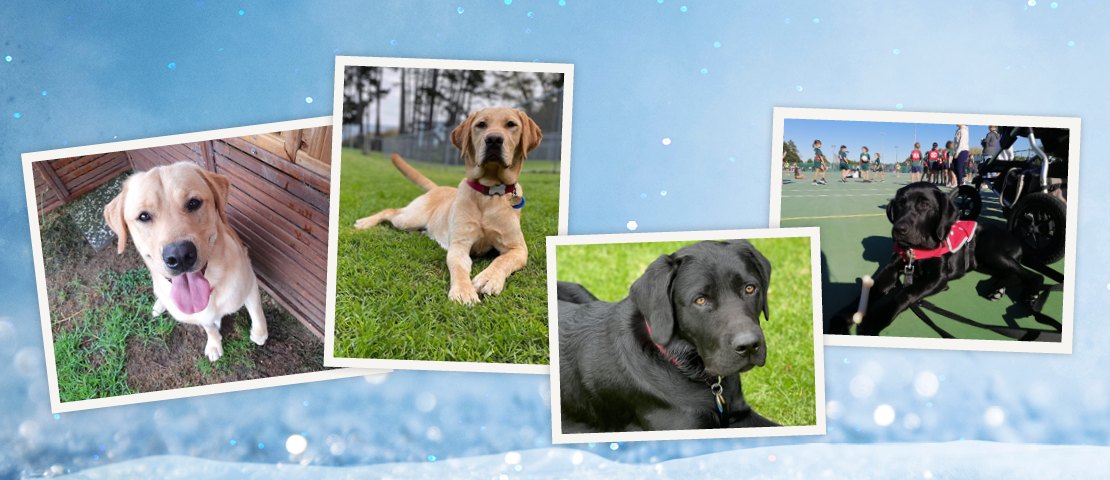 Puppies’ Progress - Blind Low Vision NZ Guide Dogs